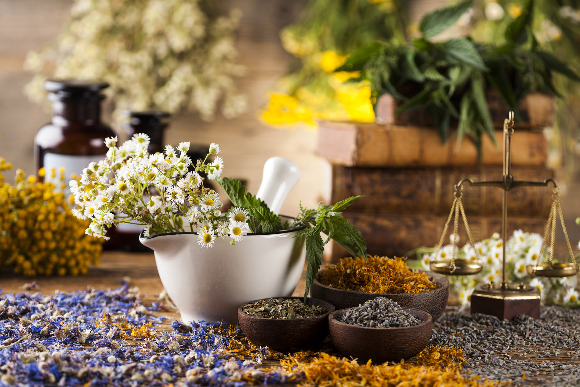 identificazione erbe officinali